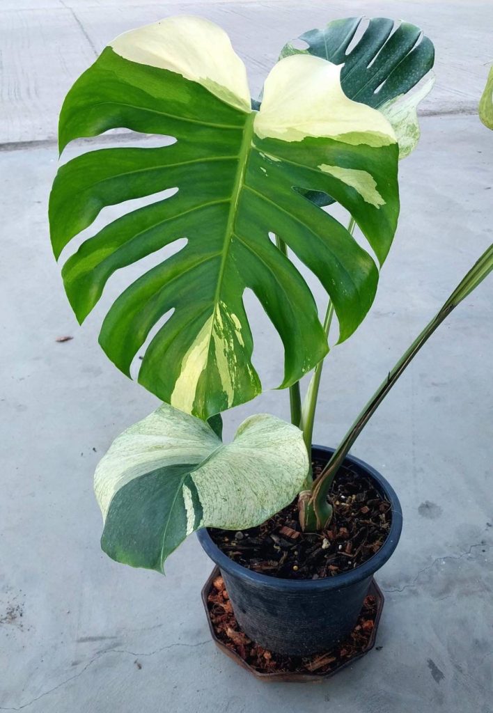 Rare Monstera Deliciosa Sphinx Mint Limited from Thailand on Sale