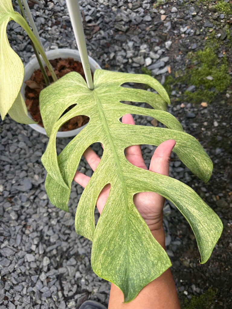 Monstera Deliciosa Full Mint Variegated| Rare Monstera | Greenboog