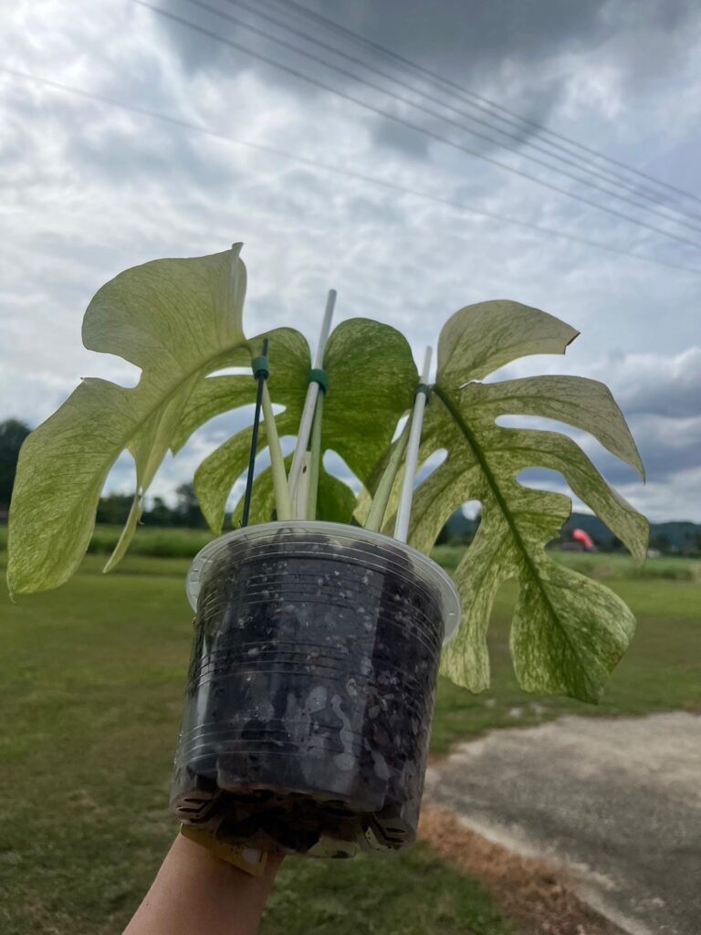 Monstera Deliciosa Full Mint Variegated| Rare Monstera | Greenboog