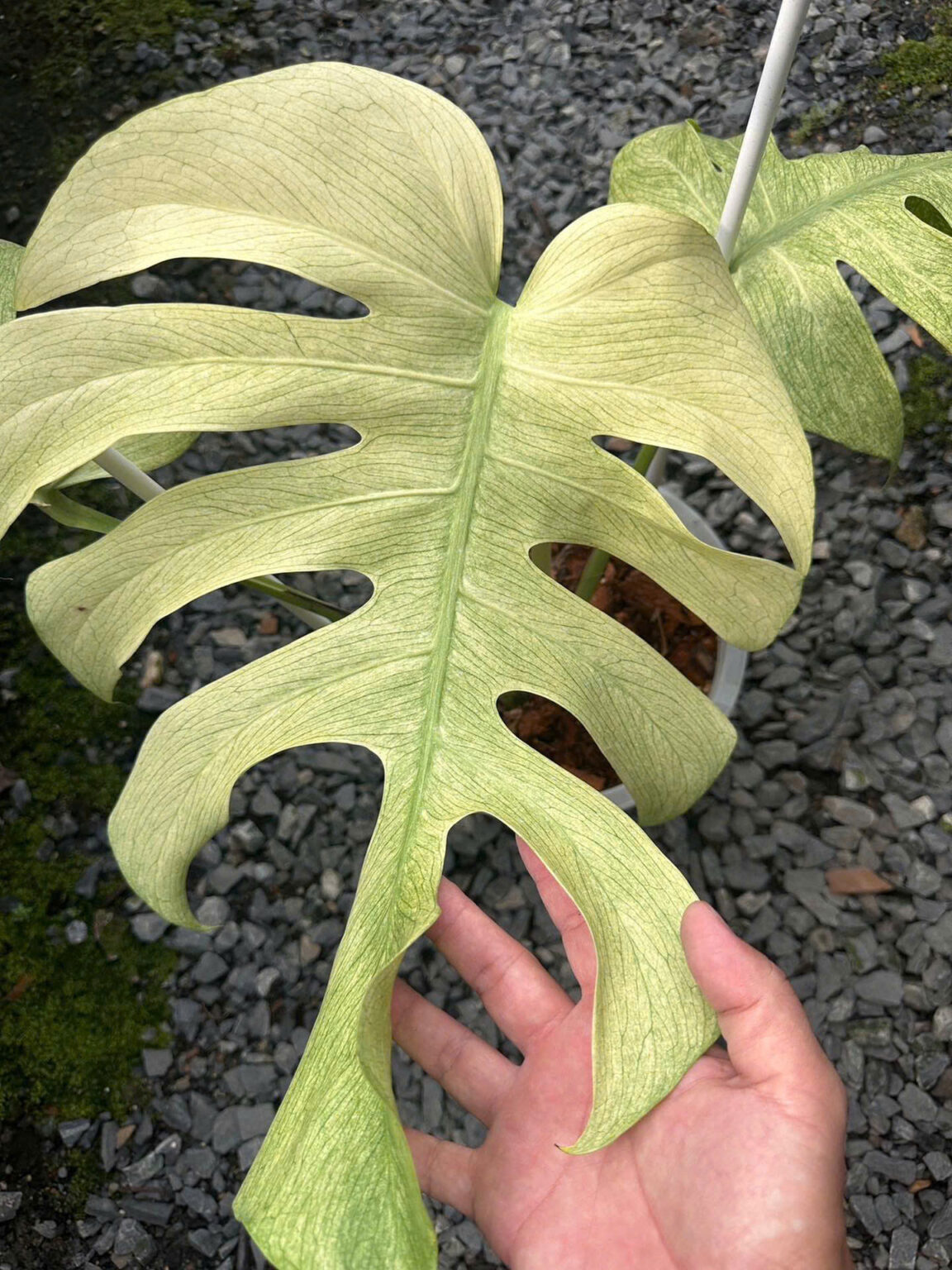 Monstera Deliciosa Full Mint Variegated| Rare Monstera | Greenboog