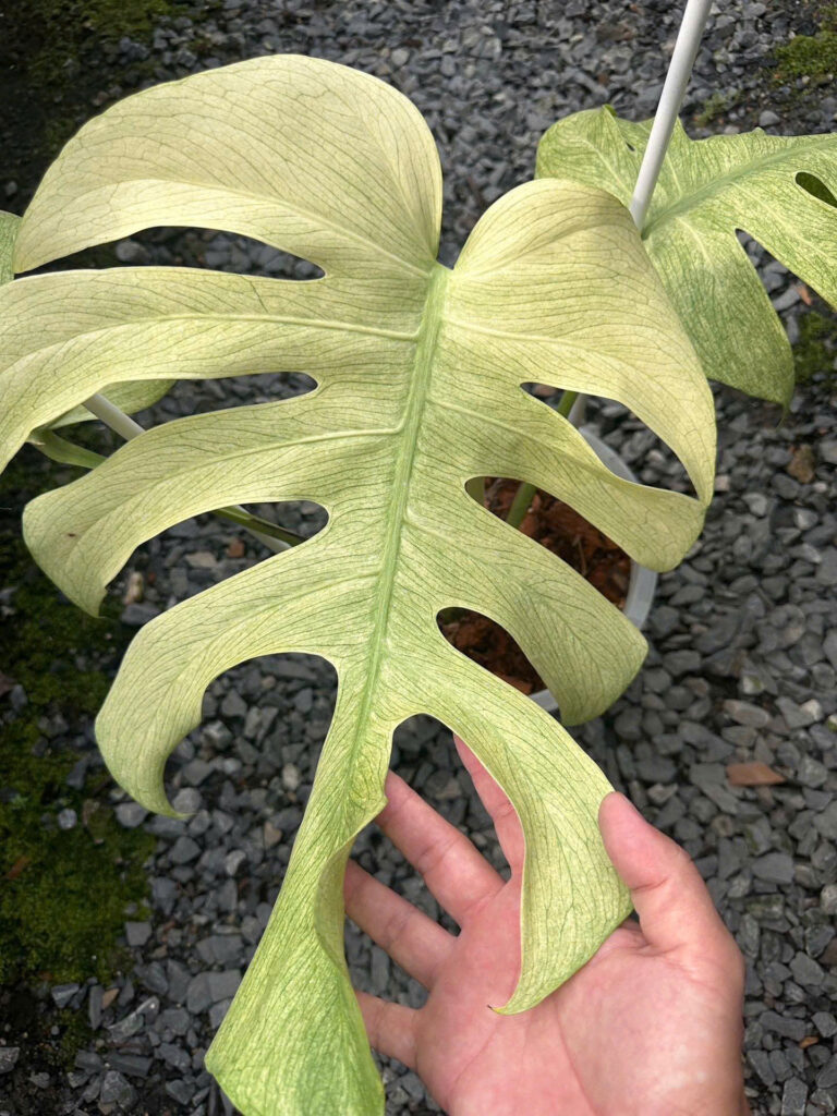 Monstera Deliciosa Full Mint Variegated| Rare Monstera | Greenboog