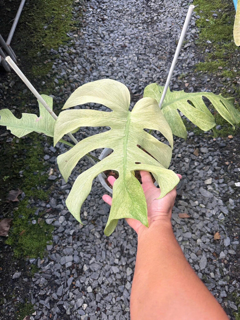 Monstera Deliciosa Full Mint Variegated| Rare Monstera | Greenboog