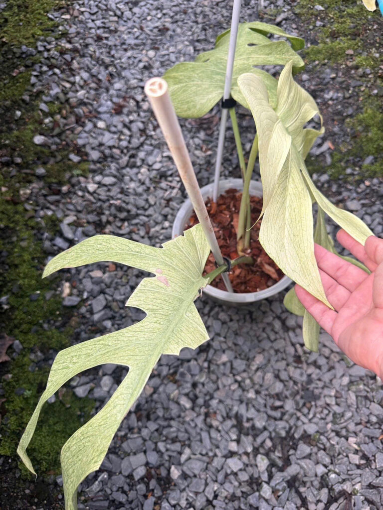Monstera Deliciosa Full Mint Variegated| Rare Monstera | Greenboog