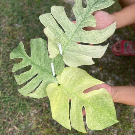 Discover the Monstera Mint Variegata: A Plant Lover's Gem