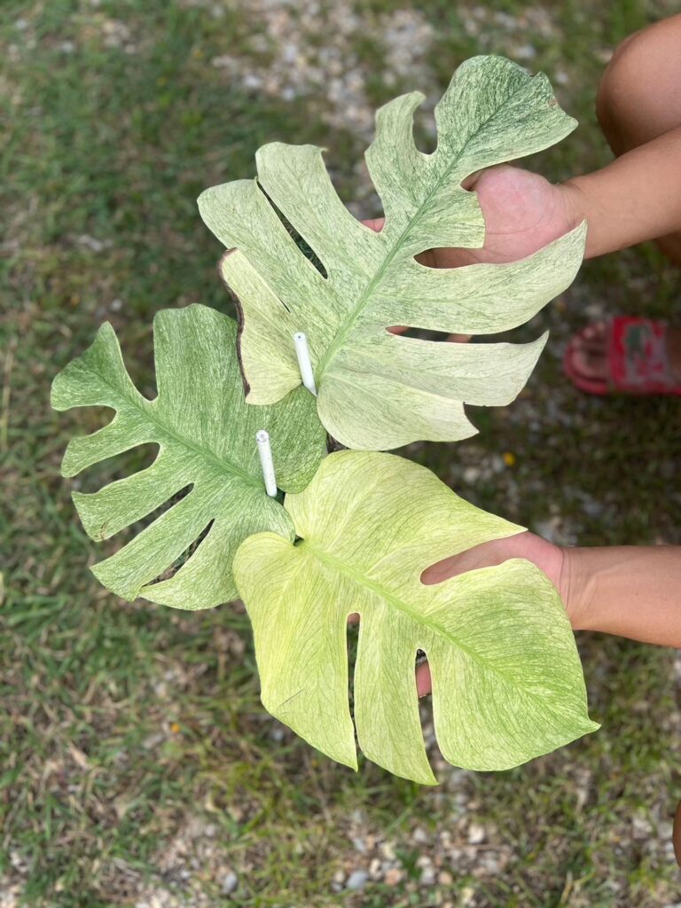 Monstera Deliciosa Full Mint Variegated| Rare Monstera | Greenboog