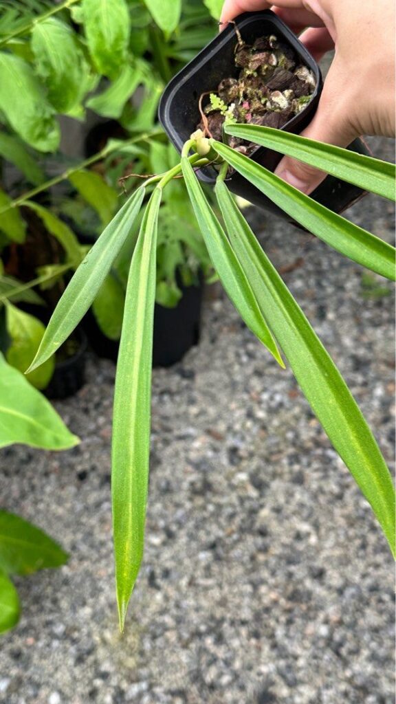 Philodendron Alternans 4" Pot For Sale | Greenboog
