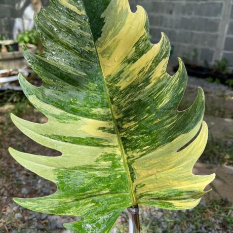 5 Secrets of the Rare Monstera Burle Marx Flame: Unveil Them!