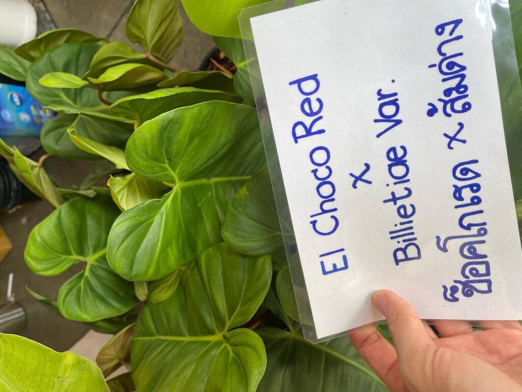 Philodendron El Choco Red x Billietiae Variegated 5" Pot | Rare ...