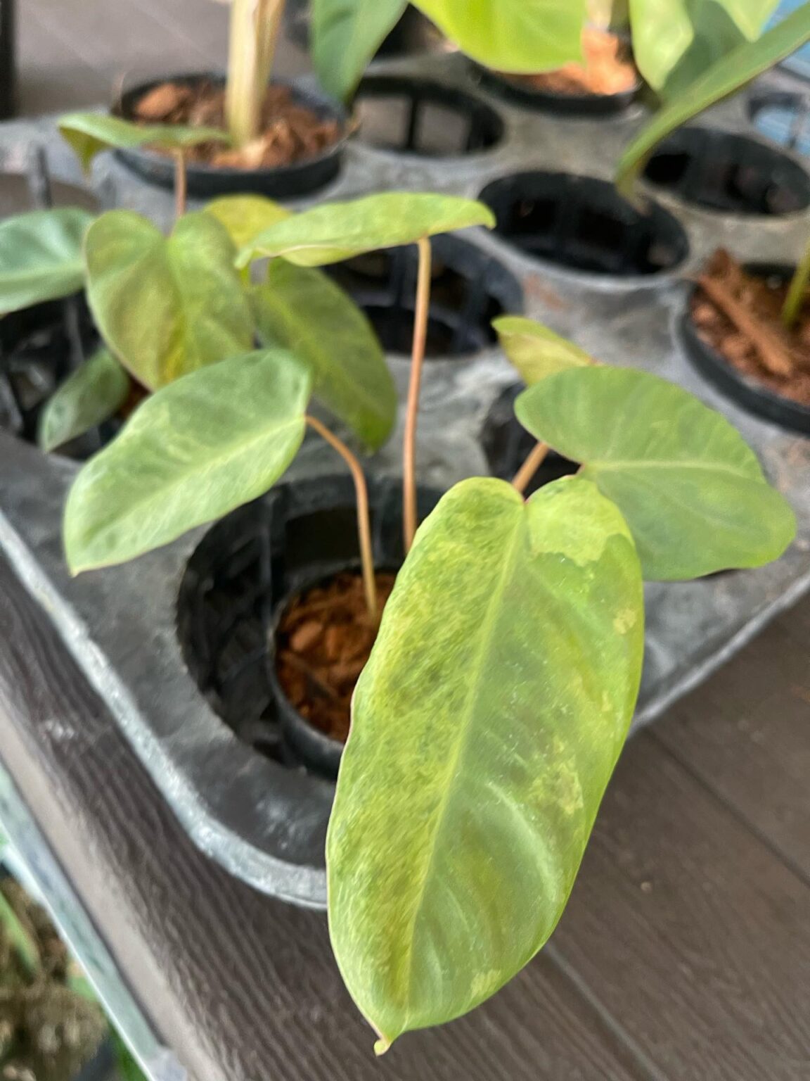 Philodendron El Choco Red x Billietiae Variegated 5" Pot | Rare ...