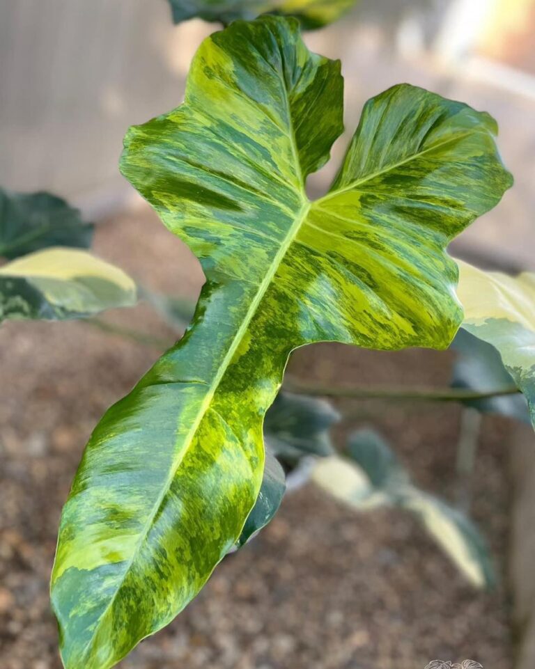 Philodendron Florida Beauty Variegated X Paraiso Verde Hybrid 4" Pot