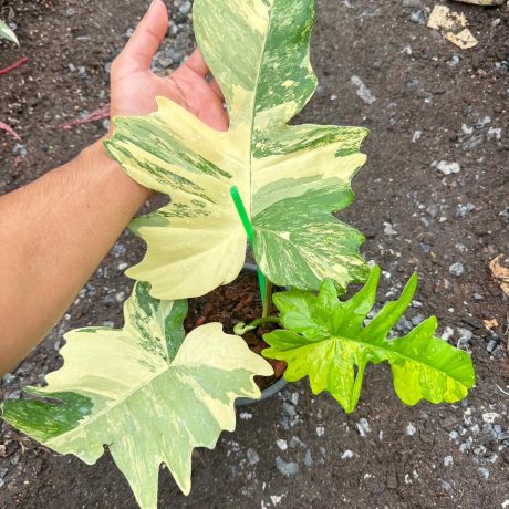 5 Secrets of the Rare Monstera Burle Marx Flame: Unveil Them!