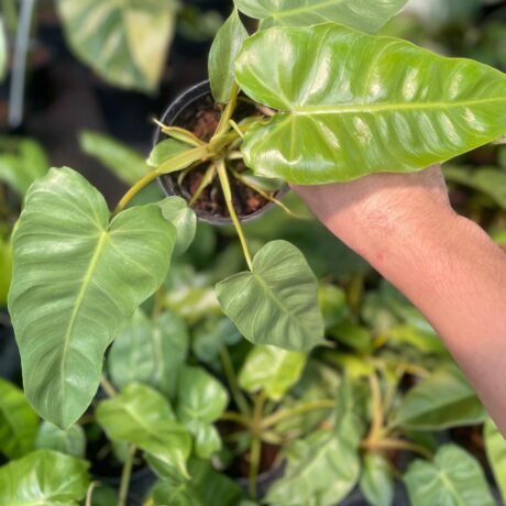 Aroids Plants List Exploring the Fascinating World of Rare Aroids