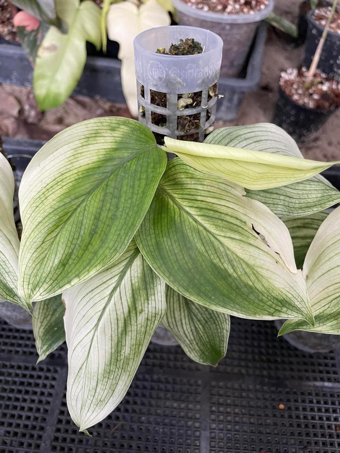 Scindapsus White Monster 4" | Variegated Trailing Plant | Greenboog