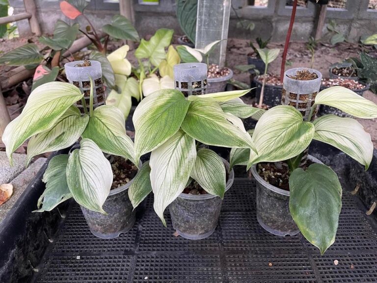 Scindapsus White Monster 4" | Variegated Trailing Plant | Greenboog