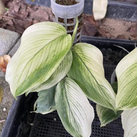 The 5 Most Common Scindapsus Varieties You Might Not Know About