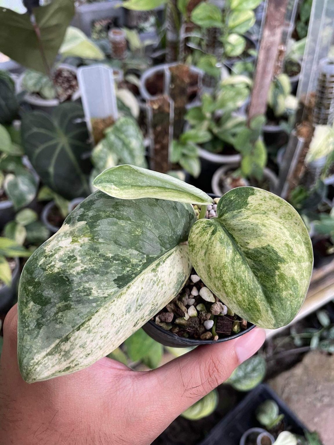 Promotional Deal for Scindapsus silver dark cloud 4″ Pot from Thailand