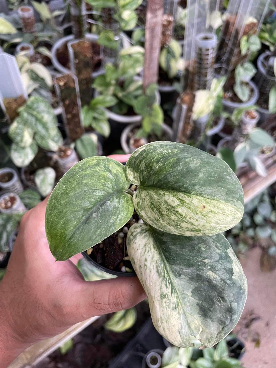 Promotional Deal for Scindapsus silver dark cloud 4″ Pot from Thailand