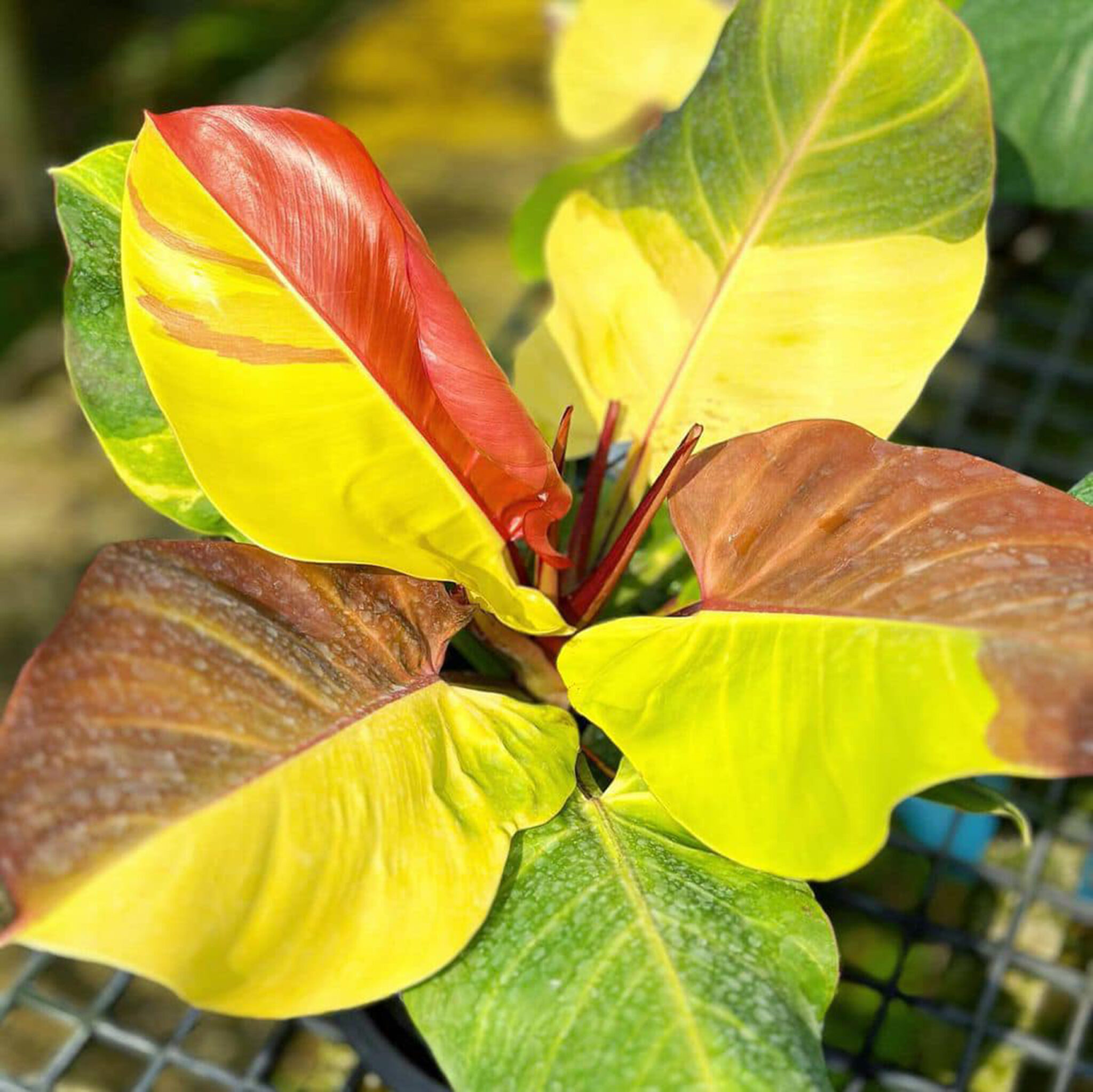 Philodendron red moon yellow flame variegated 6" | Rare Philodendron ...