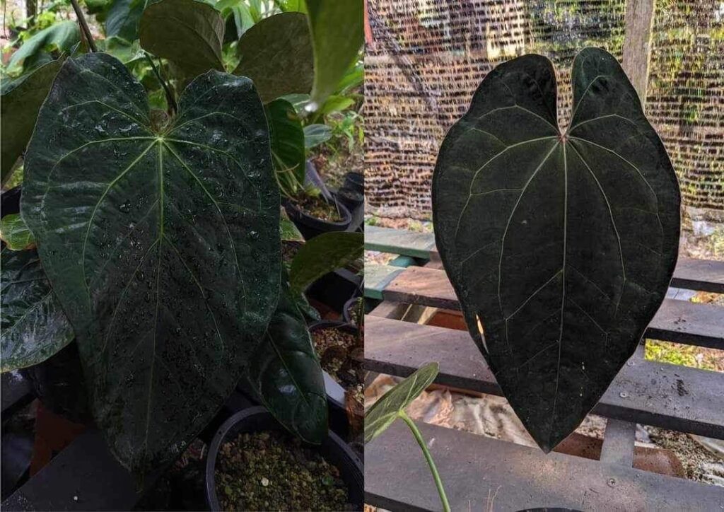 Tissue Culture Anthurium AOS x AOS | Rare Aroid | Greenboog