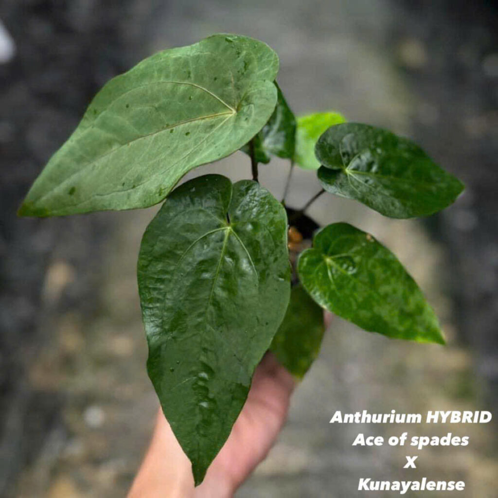 Anthurium AOS x Kunayalense 4" Pot Rare Anthurium | Greenboog