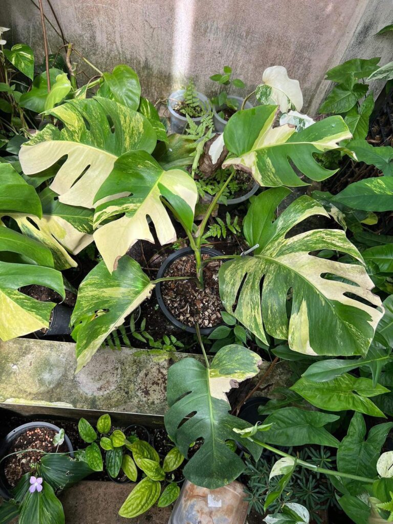 10 pots Monstera Aurea Variegated 6" Pot | Greenboog