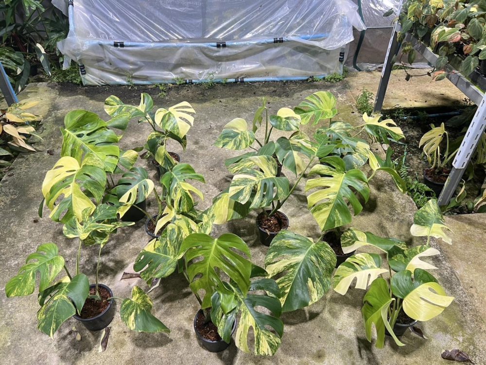 10 pots Monstera Aurea Variegated 6" Pot | Greenboog