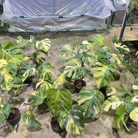 Care for Your Variegated Monstera adansonii Giant Aurea: Tips & Tricks