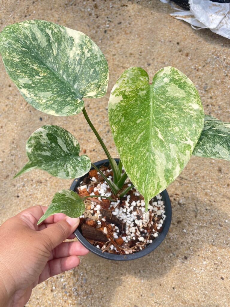 Monstera Thai Constellation Legacy: A Variegated Masterpiece for Collectors