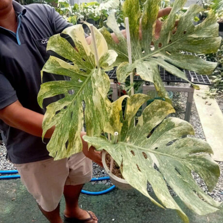 Alocasia Scalprum 101: Growing the Exotic Scalpel Plant Indoors