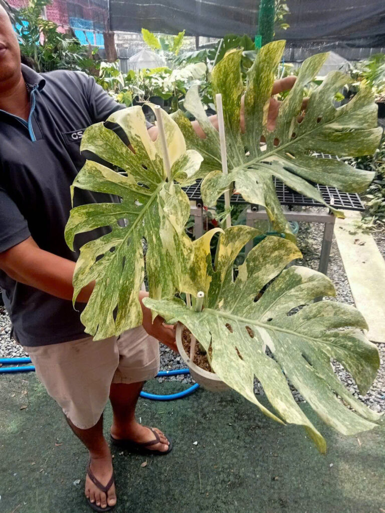 Monstera Thai Constellation Legacy: A Variegated Masterpiece for Collectors