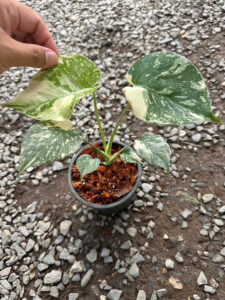 Monstera Thai Constellation White Snow 6" New Rare Mutation Greenboog