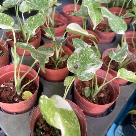 Monstera Albo Propagation Technique in 5 Simple Steps