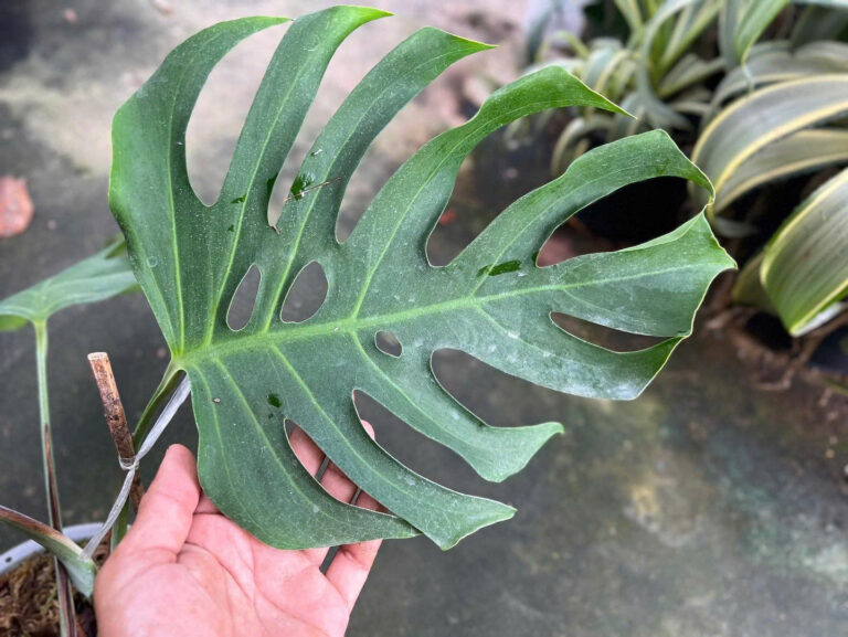 Monstera sierrana 6" Pot actual plant | Rare Monstera | Greenboog