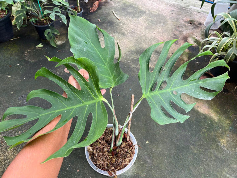 Monstera sierrana 6" Pot actual plant | Rare Monstera | Greenboog