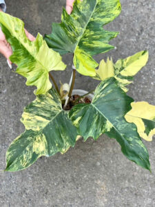 Philodendron Florida Beauty x Mayoi variegated RARE | Greenboog