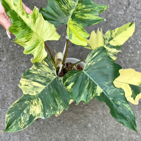 5 Facts About Monstera Toxicity: Is Your Plant Safe?