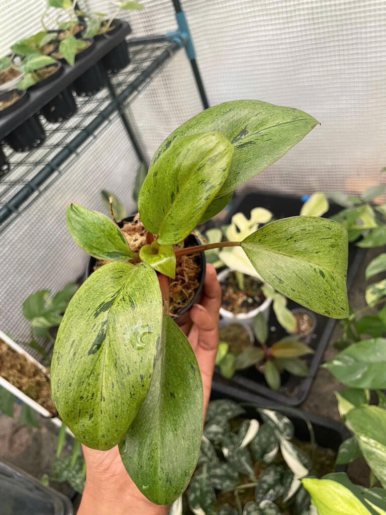 Philodendron red congo dwarf Mint variegated For Sale - Greenboog