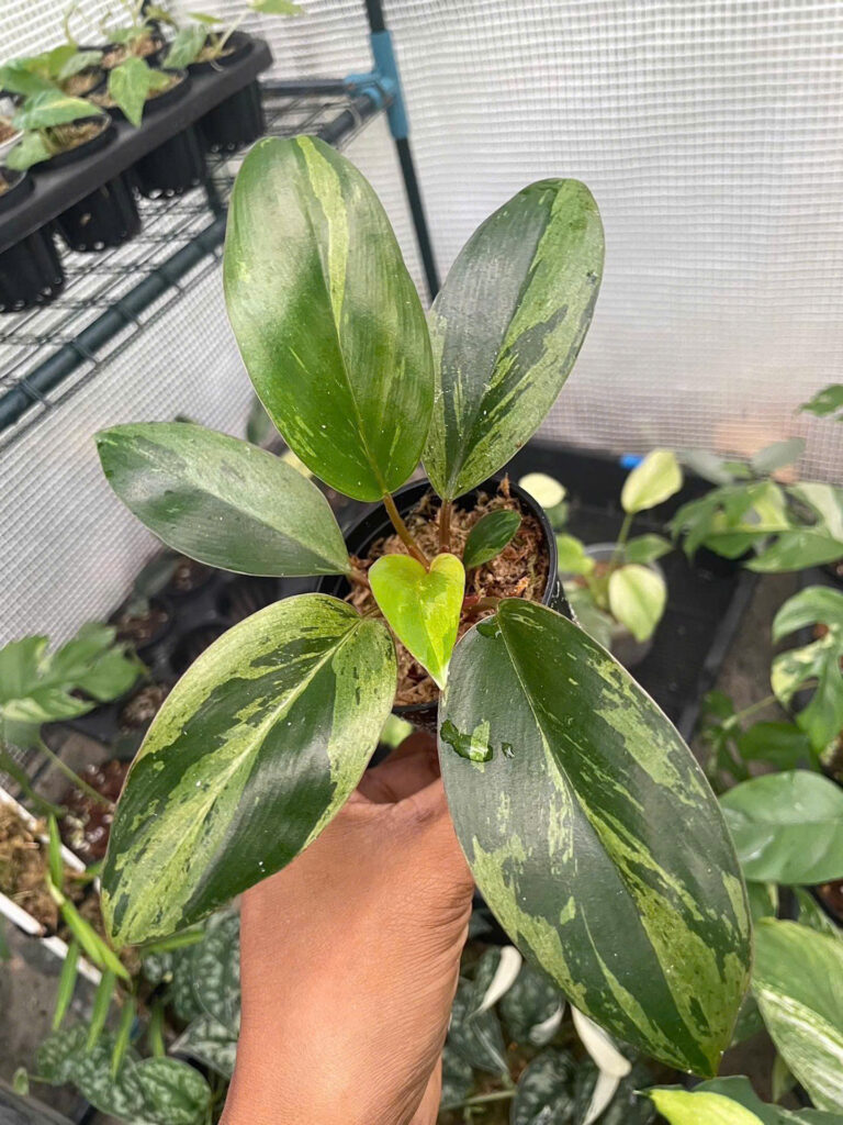 Philodendron red congo dwarf Mint variegated For Sale - Greenboog