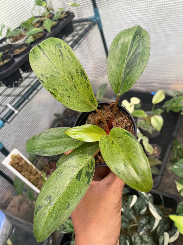 Philodendron red congo dwarf Mint variegated For Sale - Greenboog