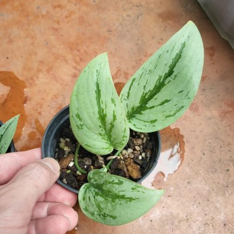 How to Grow Scindapsus Jade Satin Variegated in 5 Easy Steps