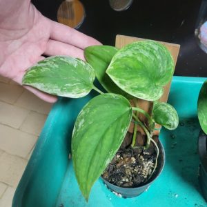 The 5 Most Common Scindapsus Varieties You Might Not Know About