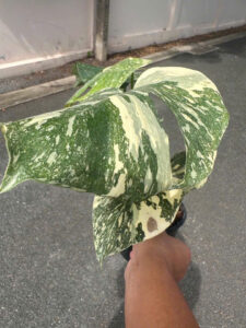 Monstera Thai Constellation White Snow 6" New Rare Mutation Greenboog