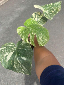 Monstera Thai Constellation White Snow 6" New Rare Mutation Greenboog