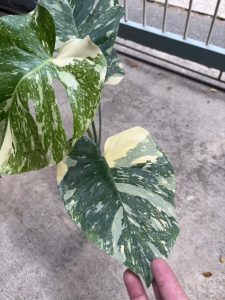 Monstera Thai Constellation White Snow 6" New Rare Mutation Greenboog