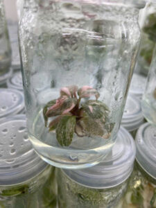 Buy Tissue Culture Philodendron Pink Princess Marble Queen Galaxy