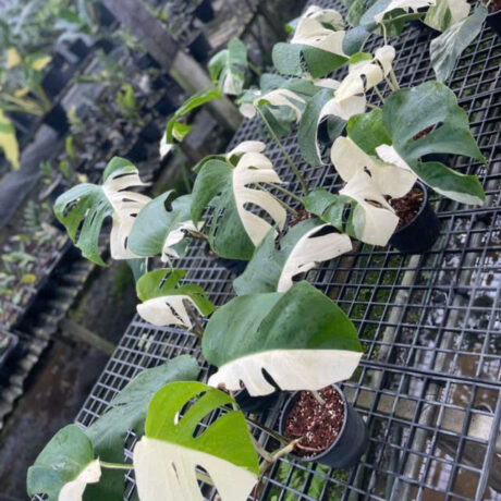 5 Secrets of the Rare Monstera Obliqua Peru: Elevate Your Plant Game