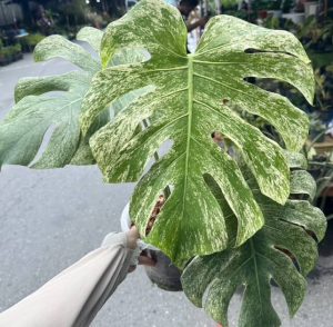 Rare Monstera Deliciosa Mint 'White Tears' Limited from Thailand on Sale