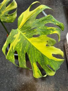 Rare Monstera deliciosa 'Electrolyte' Limited from Thailand on Sale