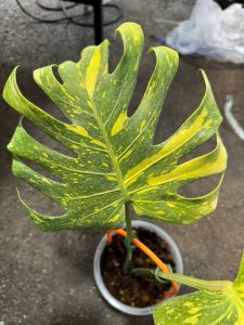 Rare Monstera deliciosa 'Electrolyte' Limited from Thailand on Sale