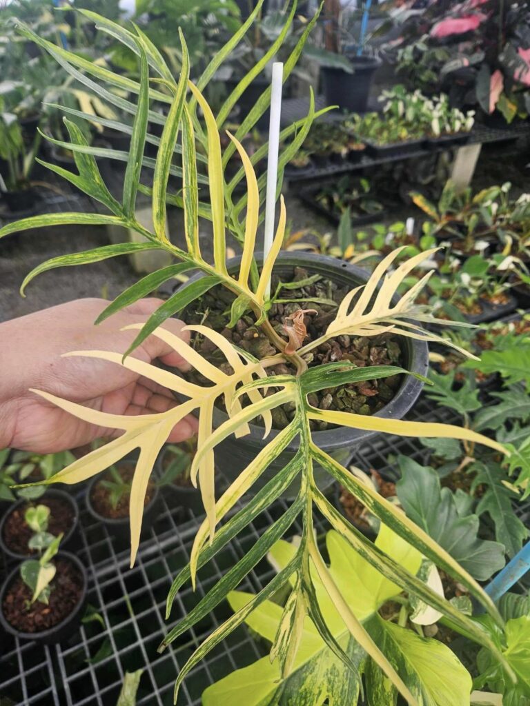 Philodendron Tortum variegated: A Rare Collector's Gem 100% Stable